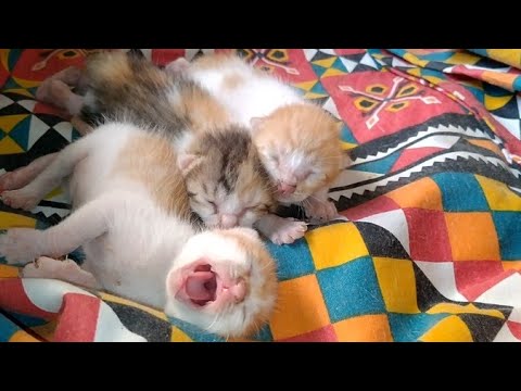 Newborn Kittens Started Crawling And Hissing Protecting Their Selves ...
