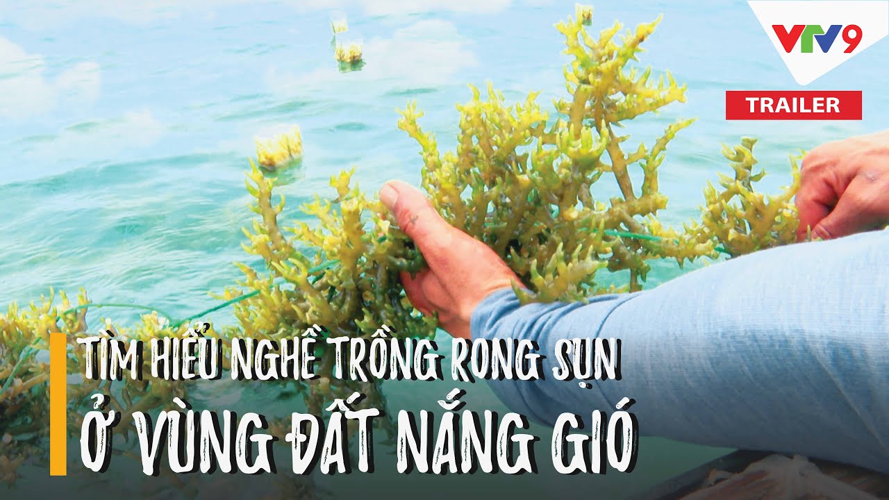 Trailer: Tìm hiểu về nghề trồng rong sụn ở vùng đất nắng gió - YouTube