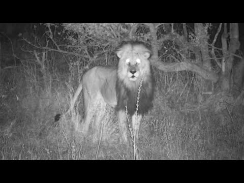 Lion at Naledi Dam Live - South Africa, Part 1 - africam.com - YouTube