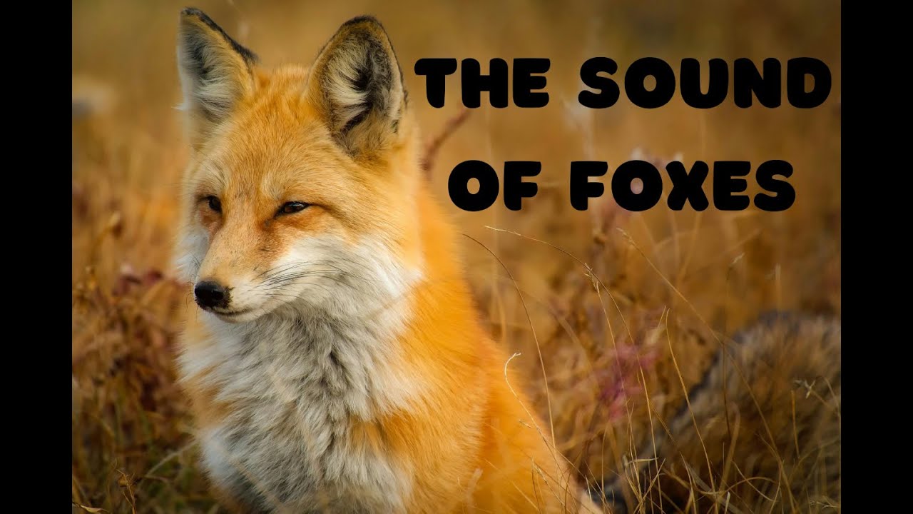 fox sounds - YouTube