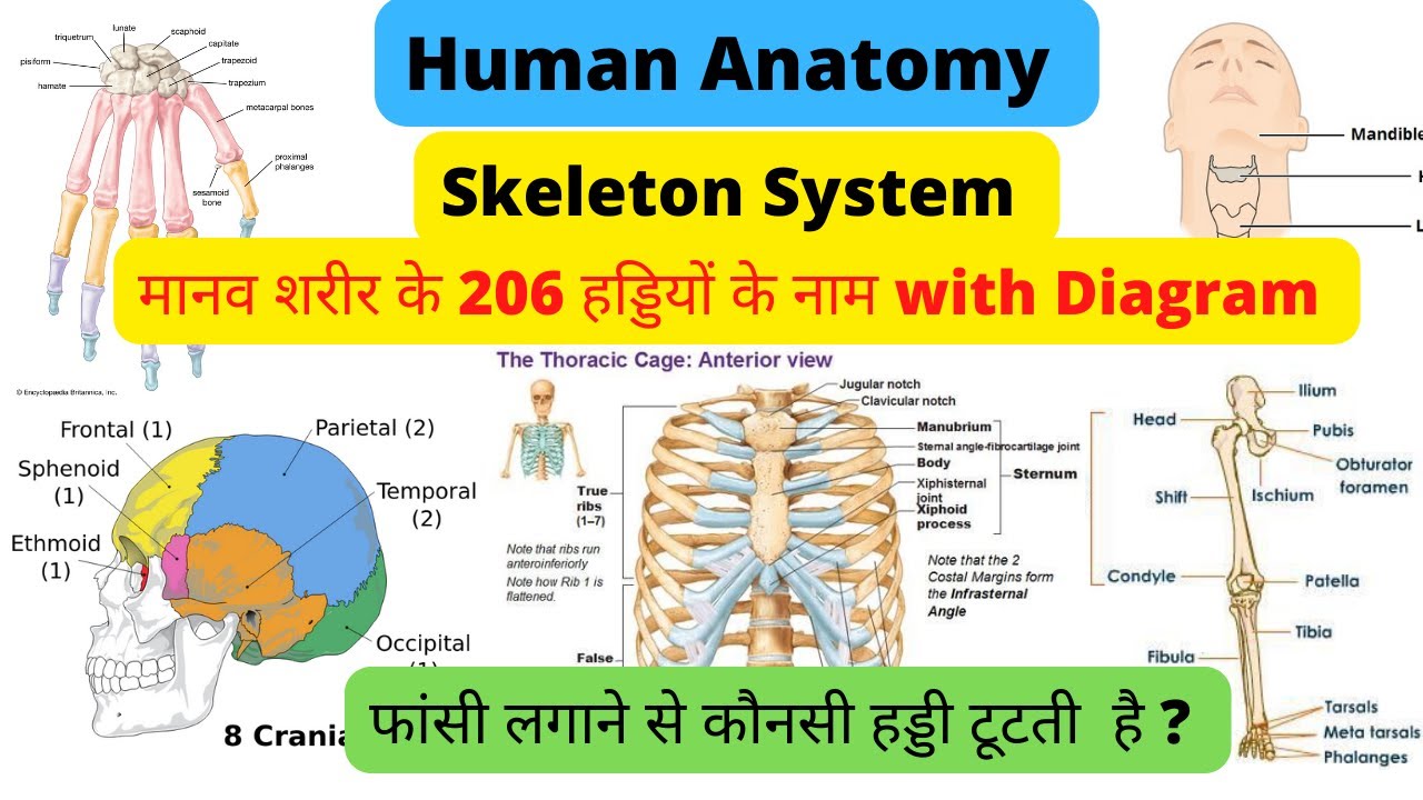 Human Skeleton | 206 Bones Name | Axial Skeleton | Appendicular ...