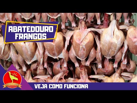 Como funcionam os ABATES das aves?