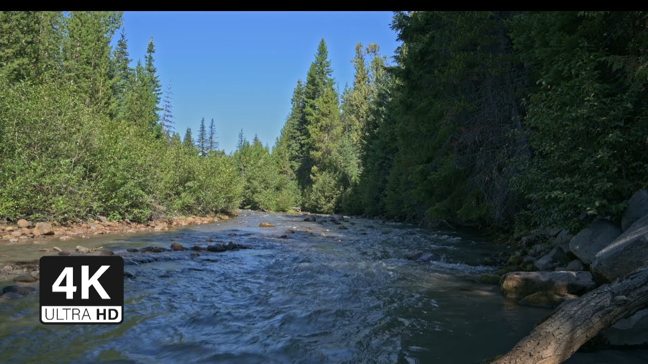 Soothing Sleep: 4K Mountain Stream in the Pacific Northwest - YouTube