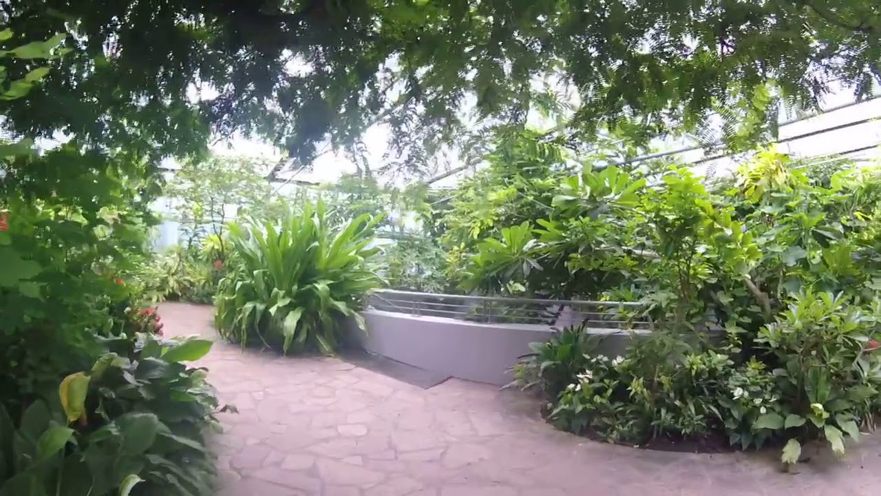 Butterfly house Amsterdam zoo - YouTube