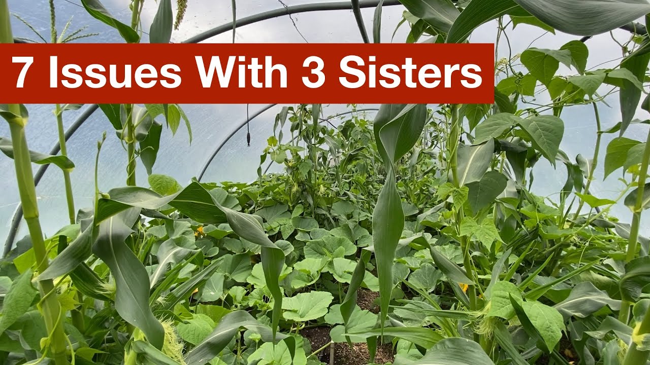 7 Mistakes I Made With The 3 Sisters - YouTube