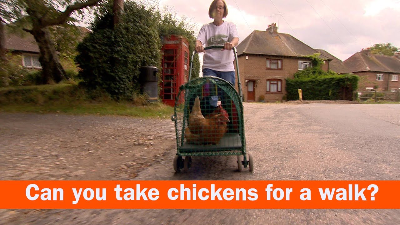 Can you take chickens for a walk? - YouTube