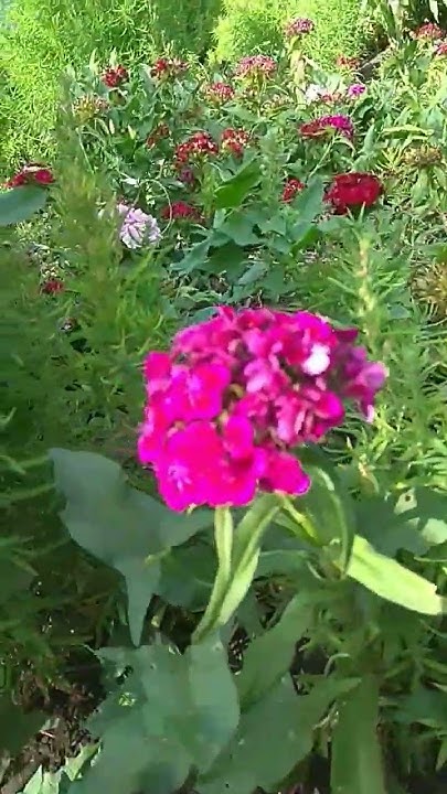 🌹 алые розы🌸и пионы🏵️ труды маминых золотых ручек чайнаяроза розы