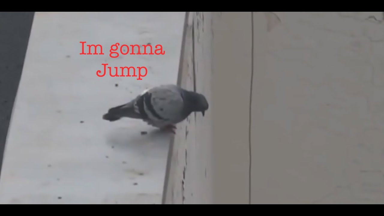 Retarded Pigeon Explodes... - YouTube