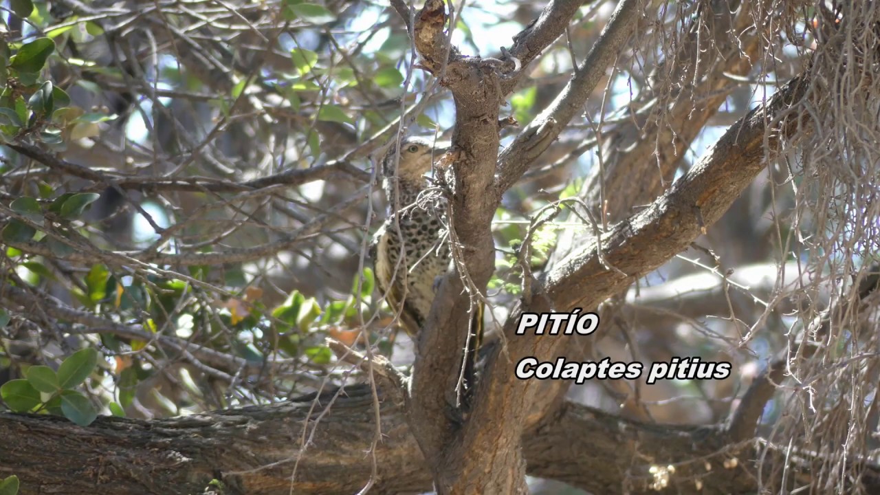 Pitío (colaptes pitius) - YouTube