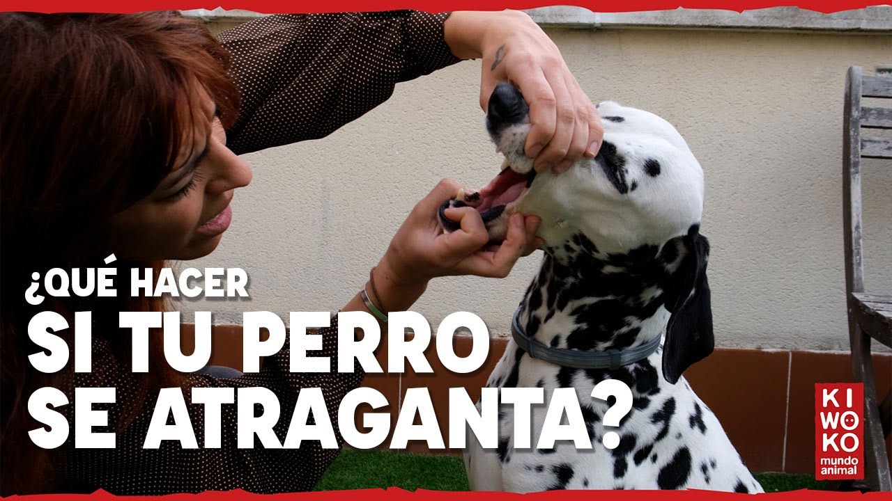 Qué hacer si tu PERRO se AHOGA 🐶【 Paso a paso 】 - YouTube