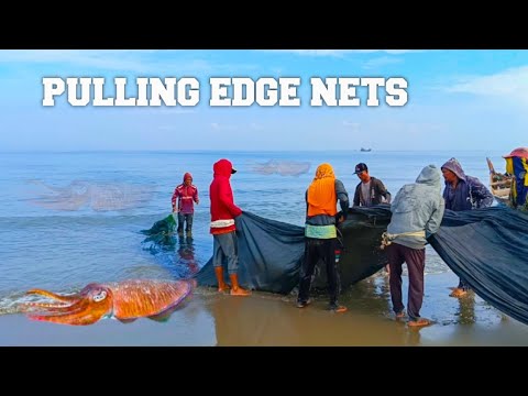 Remarkable Pull of Shore Seine, Aceh Fishermen Catch Many Large ...