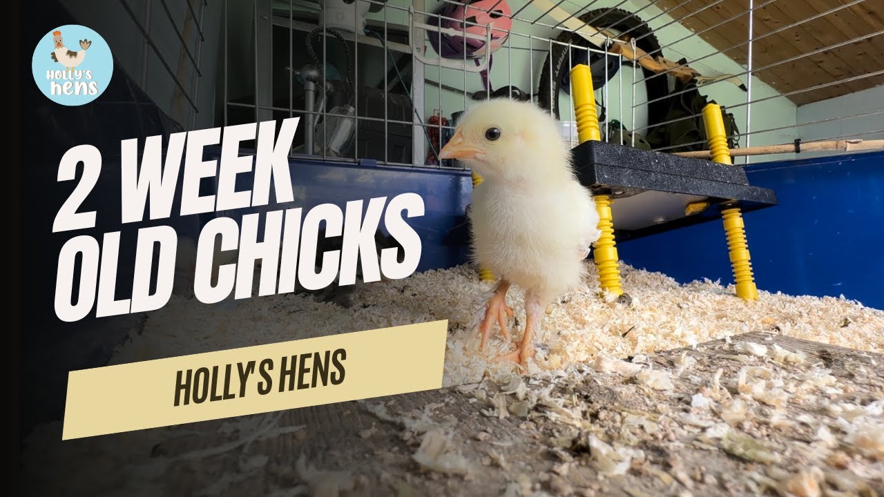 2 week old Chicks - French Wheaten Marans and Pekin Bantams - relaxing ...