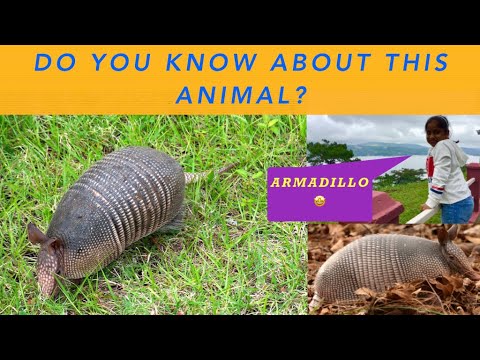 About Armadillo | Armadillo’s Lifestyle | Amazing Armadillo | Cool Facts About Armadillo ...