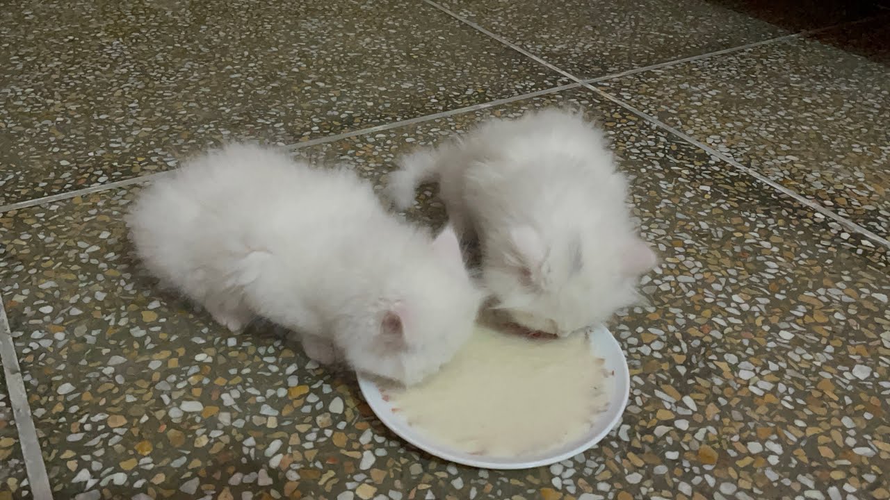 Cute Little Fluffy Kittens Enjoying Feed ! Best Home Made Feed ! Cute ...