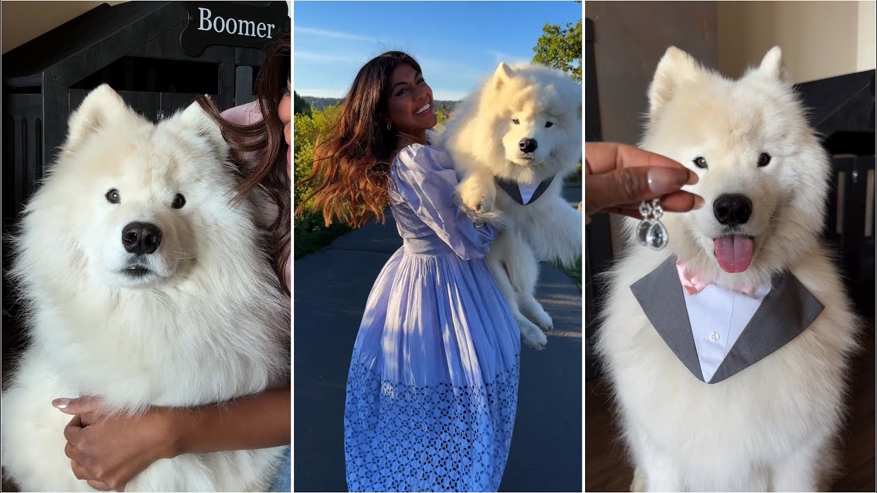 My dog took me on a dinner date (twice) - YouTube