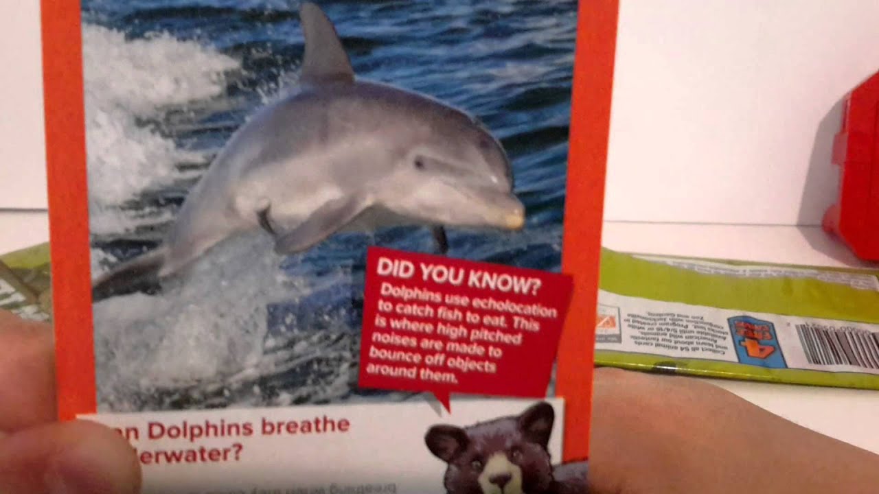 Go wild animal cards opening - YouTube