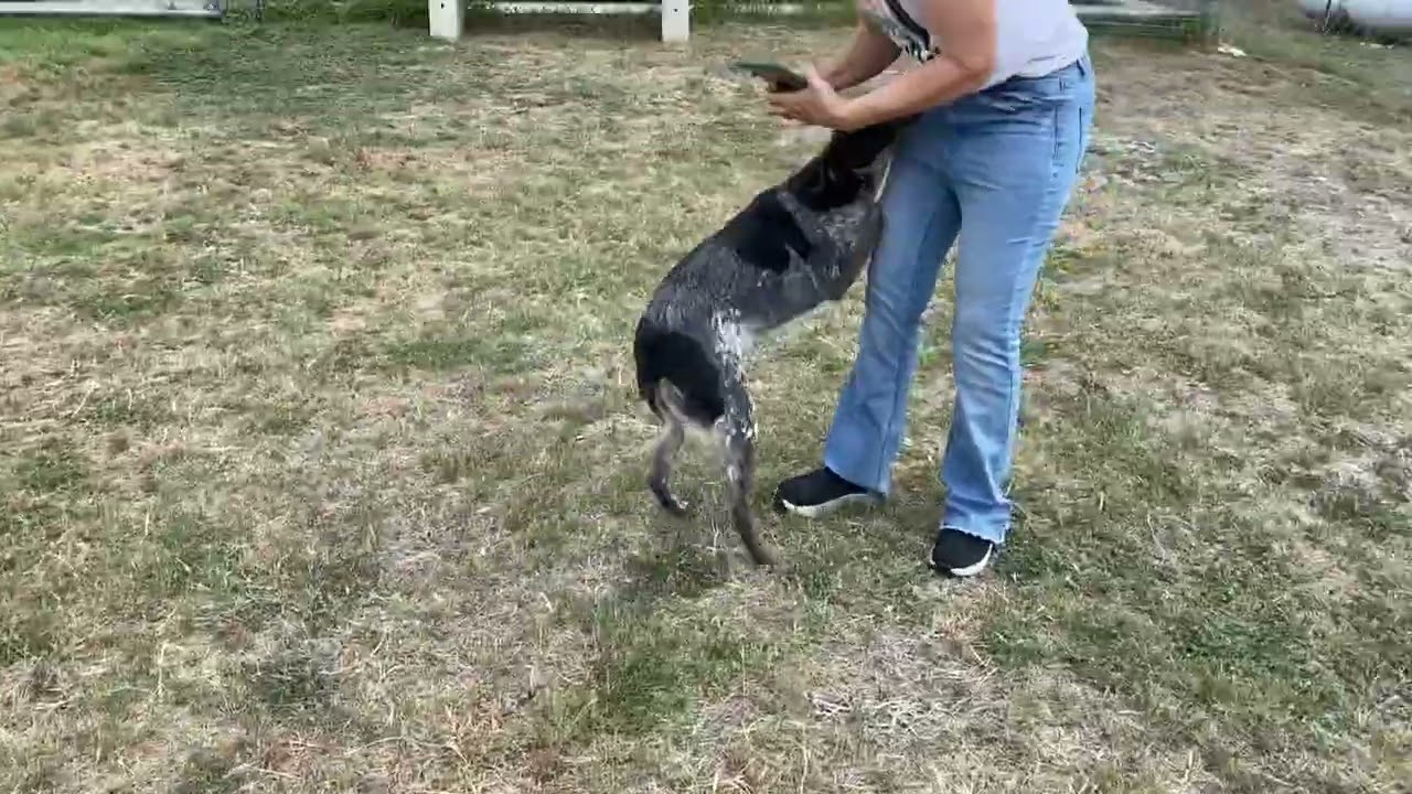 Female Heeler/pointer mix - Kerrville Pets Alive! - YouTube