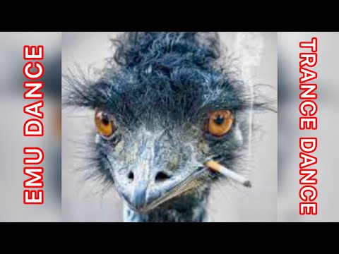 Emu Dance | Trance Dance | Funky Instrumental with Didgeridoo ...