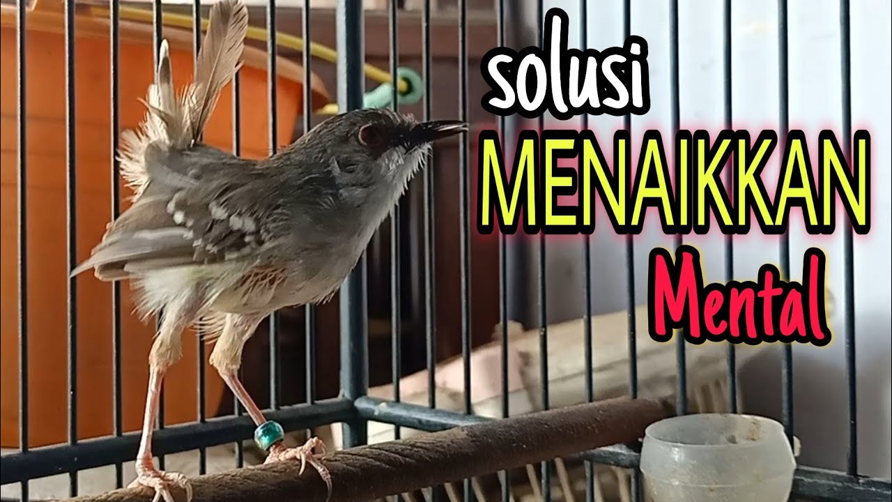 ciblek semi gacor, EMOSI nembak untuk pancingan ciblek semi agar bunyi ...