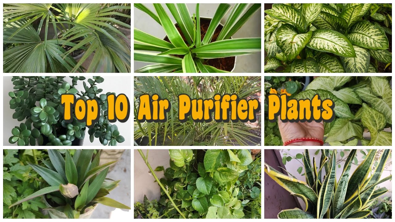 118.(7/4/23)100% oxygen dene vale top 10 Air purifier plants - YouTube