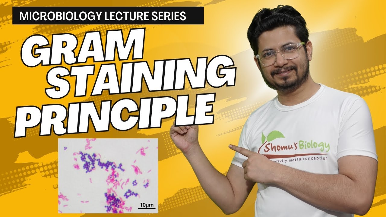 Gram staining procedure explained in Hindi | gram staining principle | gram staining steps - YouTube