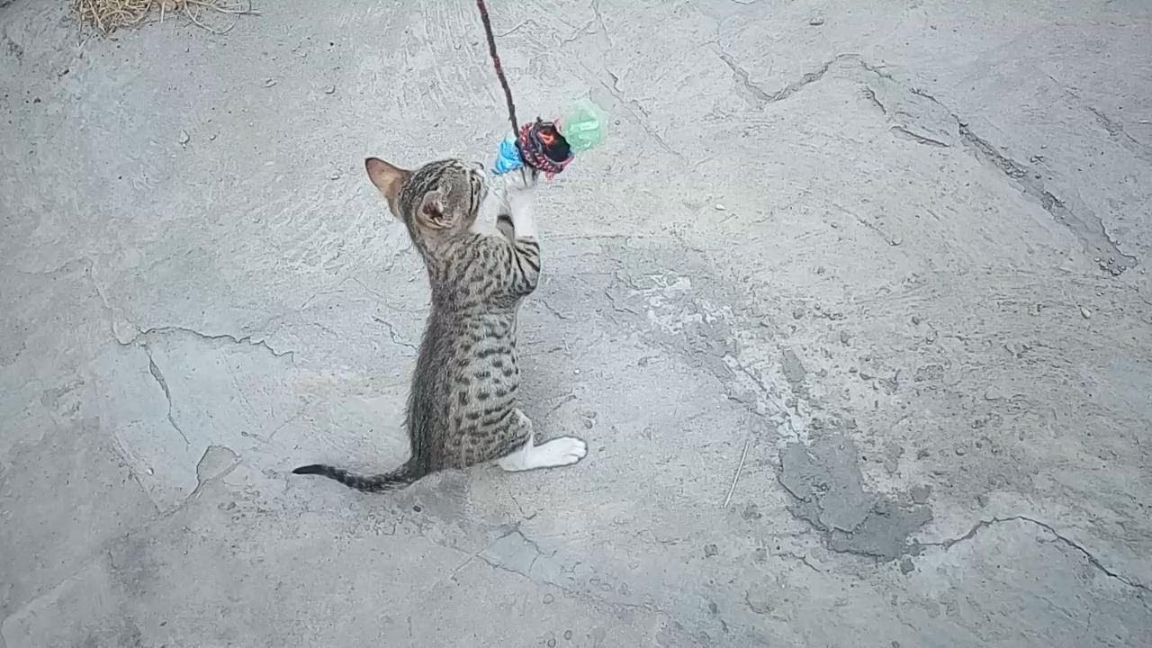Cute Kitten Playing With Rope - YouTube
