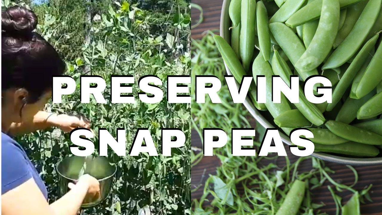 Putting Up Snap Peas | Preserving Fresh Garden Peas - YouTube