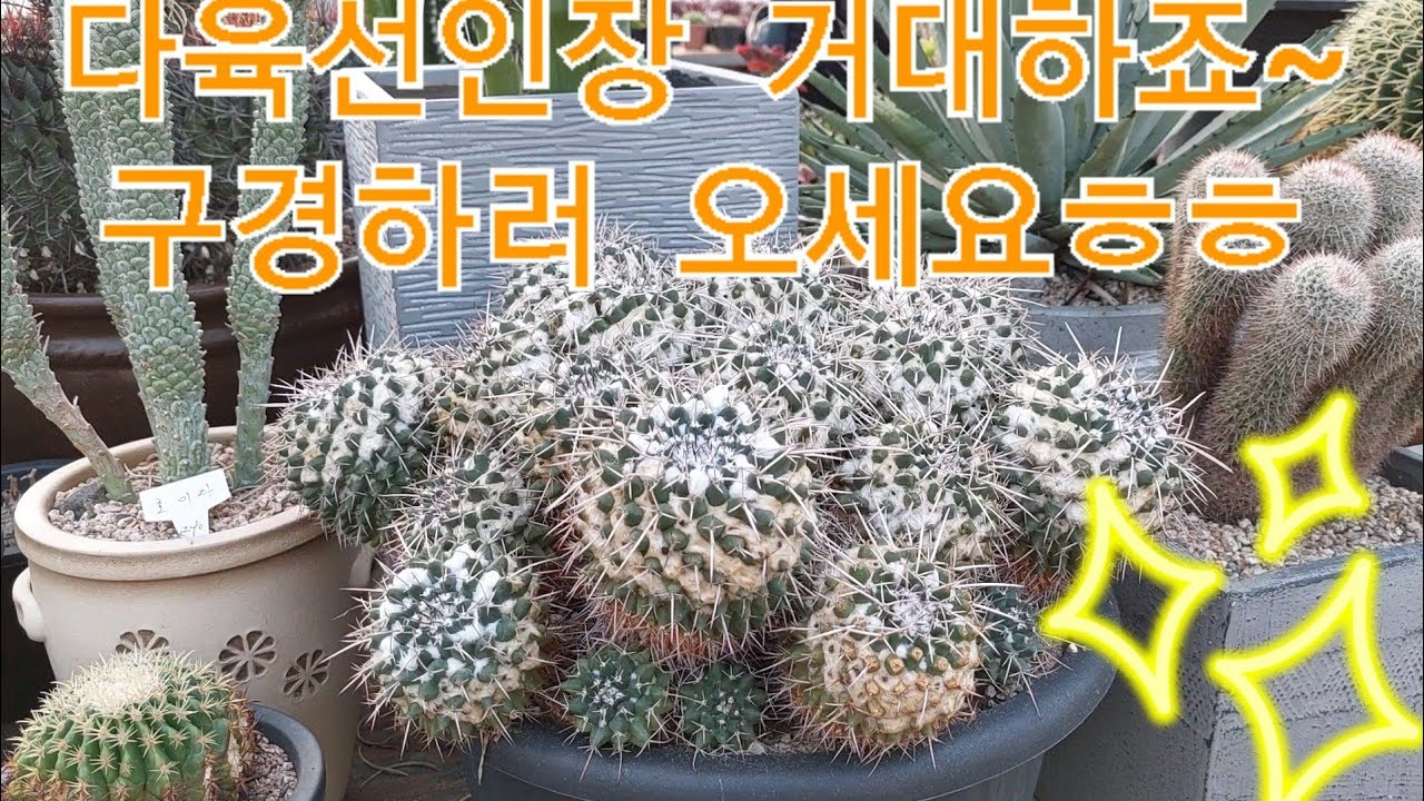 다육 대품선인장 어마어마 해요 사막에 온줄 알았어요 끝까지 구경해 보세요 이런것도 있구나 하실거예요 진짜거대하고 멋있어요~~ㅎㅎ Youtube