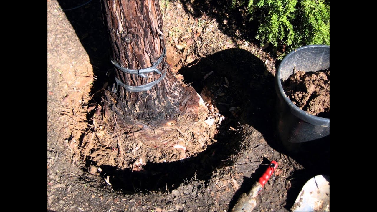 How To Remove A Tree And Stump Using Handtools YouTube how-to-remove-a-tree-and-stump-using-handtools-youtube