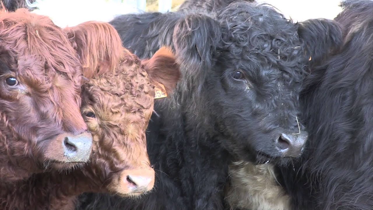 Vaches Galloway - YouTube