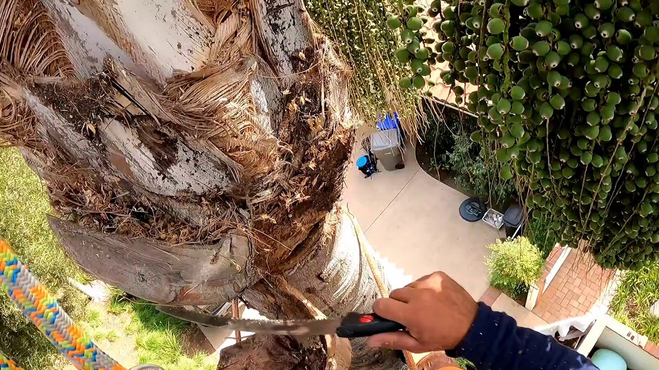 podando una palma reina saludos #mis amigos - YouTube