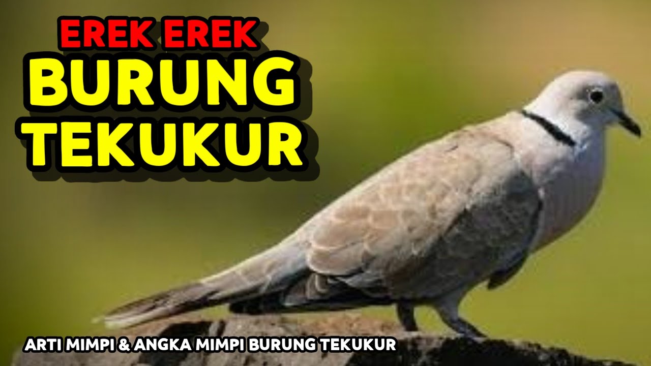 EREK EREK TEKUKUR 2D 3D 4D & ARTI MIMPI BURUNG TEKUKUR - YouTube