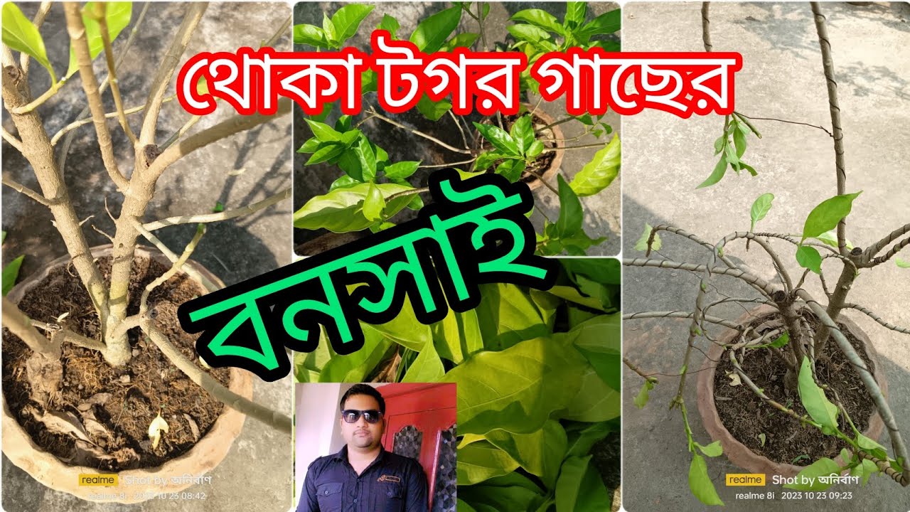 How to make a bonsai thoka tagor flower tree?/কিভাবে থোকা টগর ফুল গাছের ...