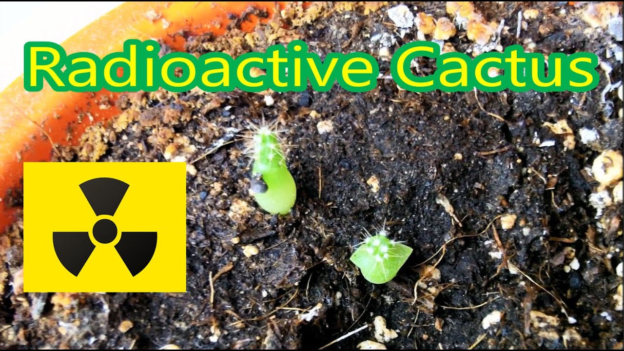 Radioactive Cactus Experiment 1 Year Update : Uranium : Fiestaware ...