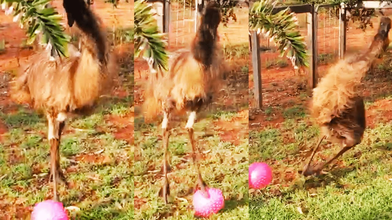 Emu Trips On Soccer Ball - YouTube