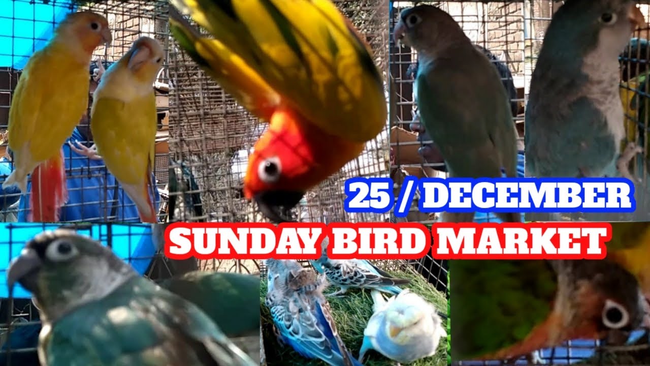 CURRENT & CHEAP PRICE SUNDAY BIRD MARKET/GALIFF STREET/CURRENT PRICE ...