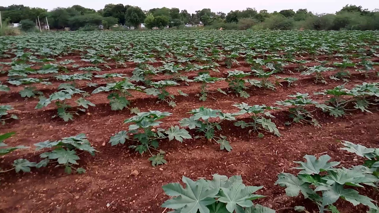 castor crop in pulivendula - YouTube