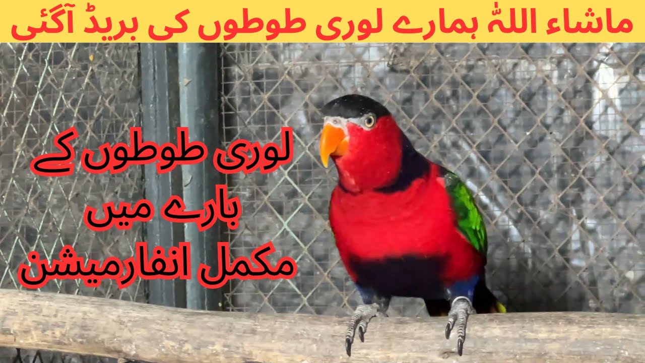 Guide to Lory Parrot | How to Take Care Lory, Food, Environment and ...