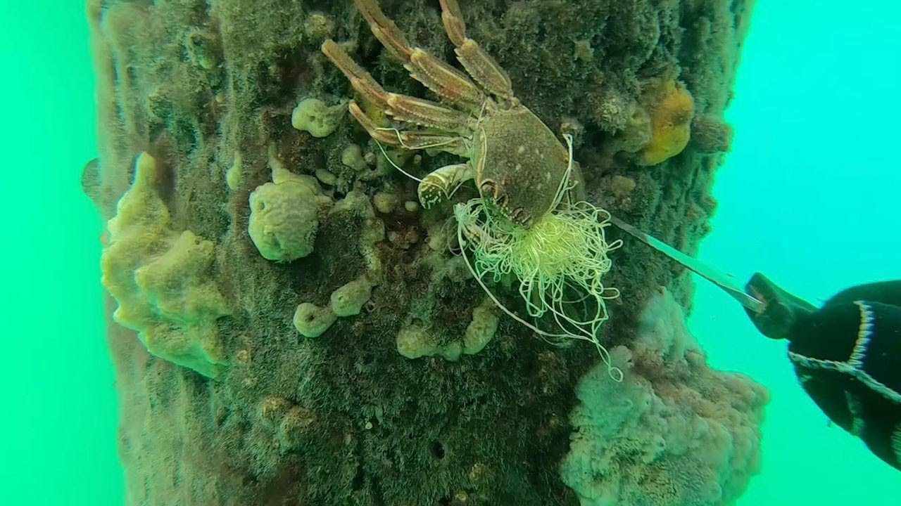 Scared Crab Freed From Fishing Line - YouTube