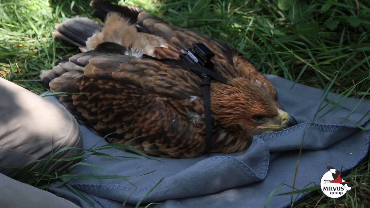 Imperial Eagle/Acvilă de câmp/Parlagi sas (Aquila heliaca) - YouTube