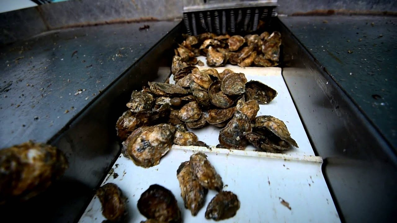 Oyster Aquaculture Equipment: Oyster Tumbler Sorter - YouTube