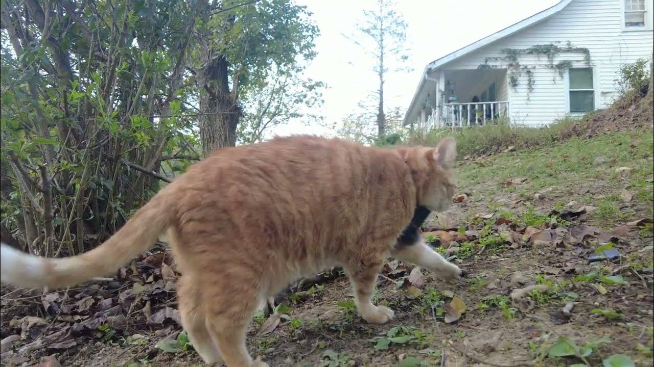 My cat wants to make friends with you. Cool? - YouTube