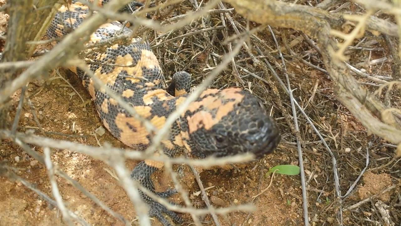 Baby gila monster in the yard - YouTube
