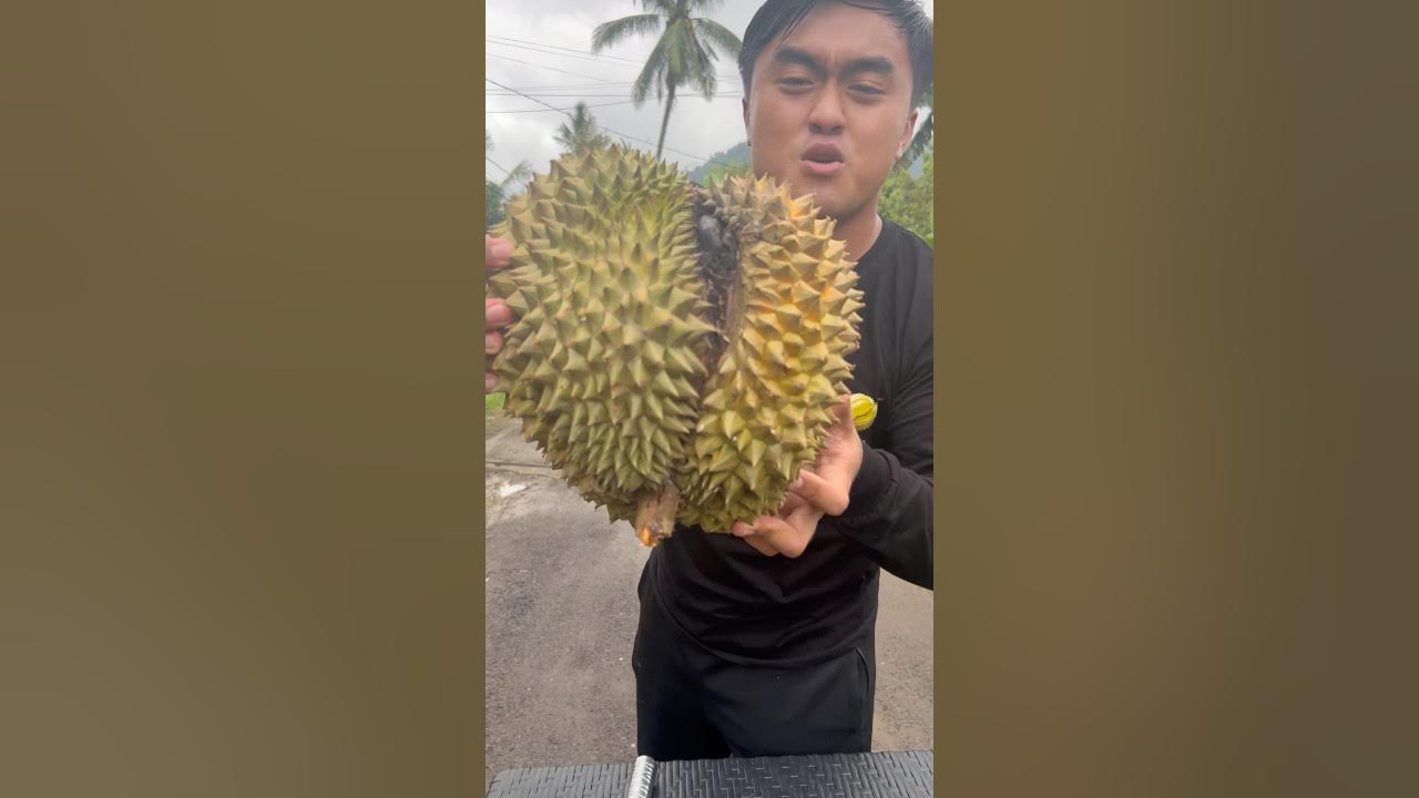 Durian montong berbiji hitam #doniartawan - YouTube