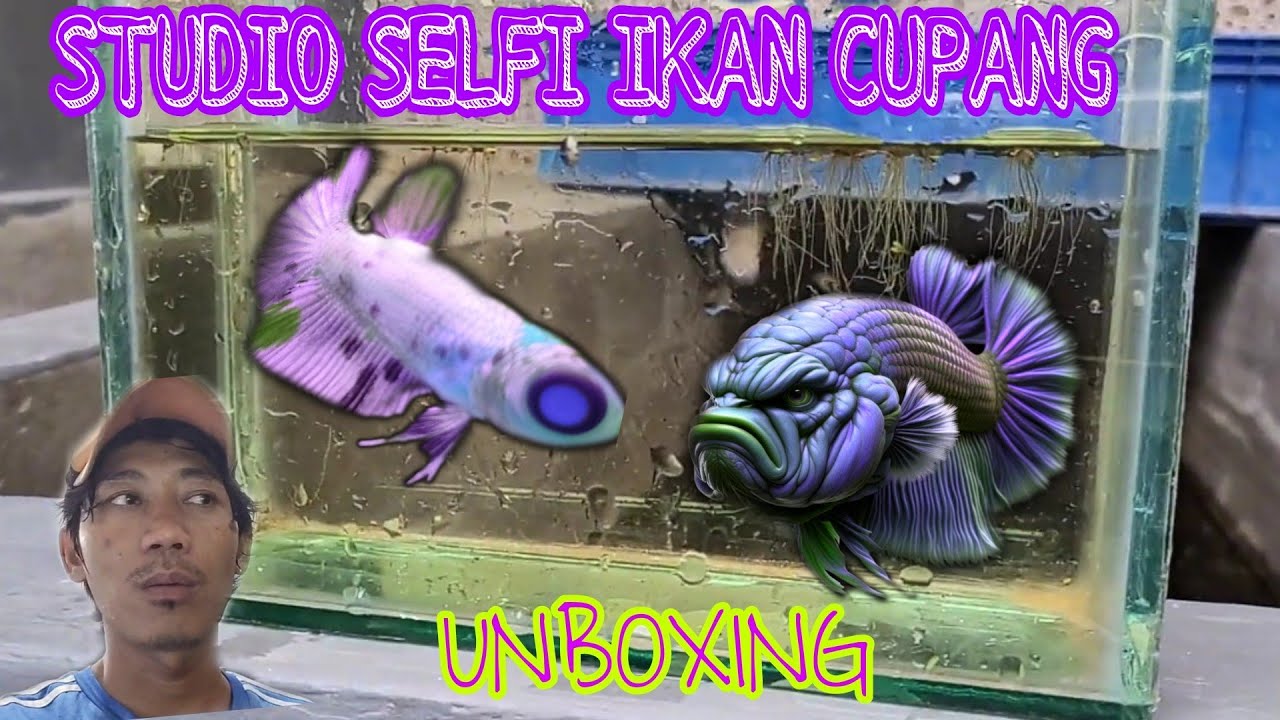 IKAN UNGU LAVENDER DAN IKAN GLOW FISH - YouTube