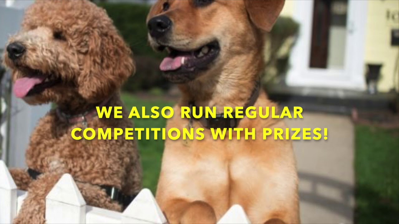 NI Cockapoo Club Promo Video - YouTube