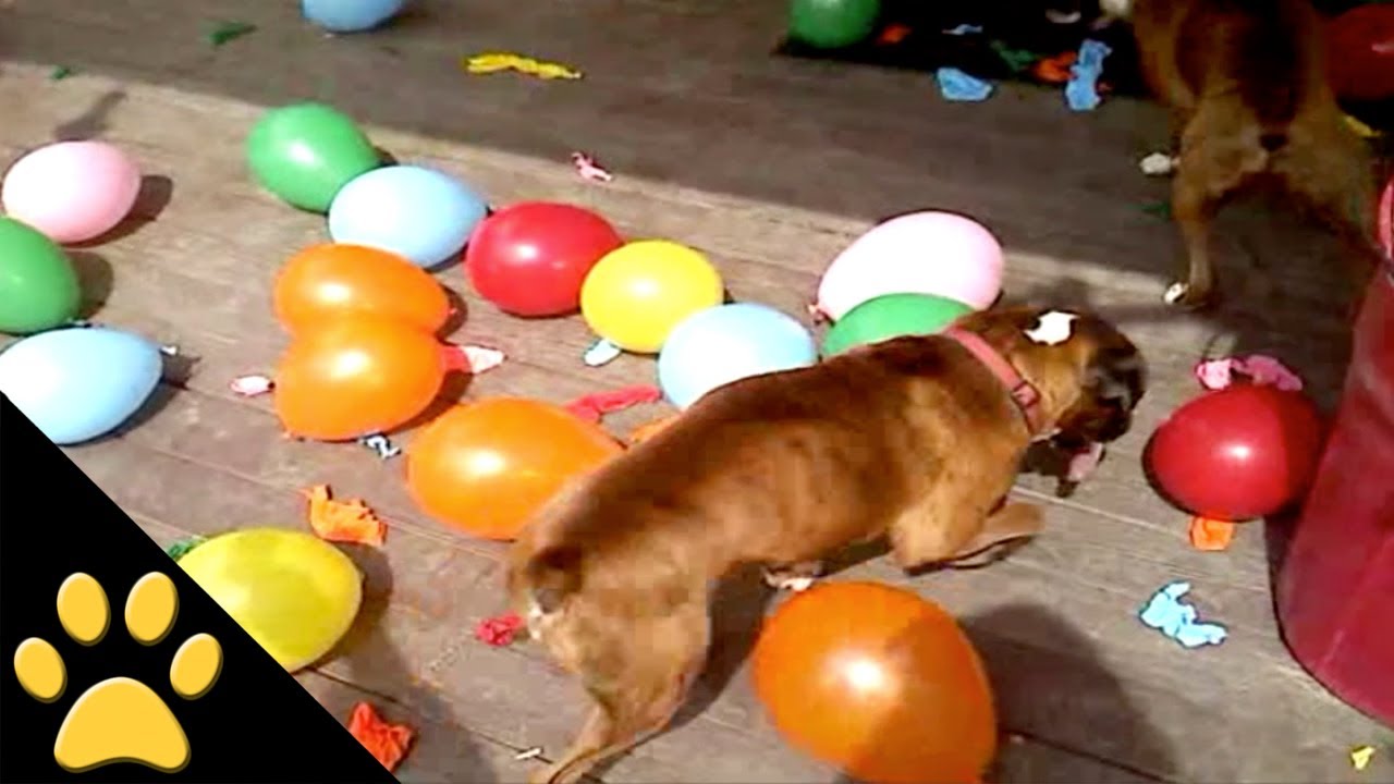 Boxers Biting Balloons - YouTube