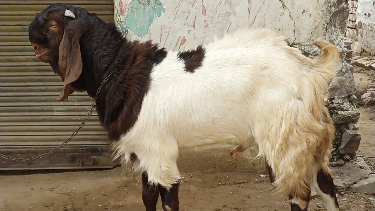 double frame ka mewati bakra abhi ek dant nikala hai totapuri Andul ...