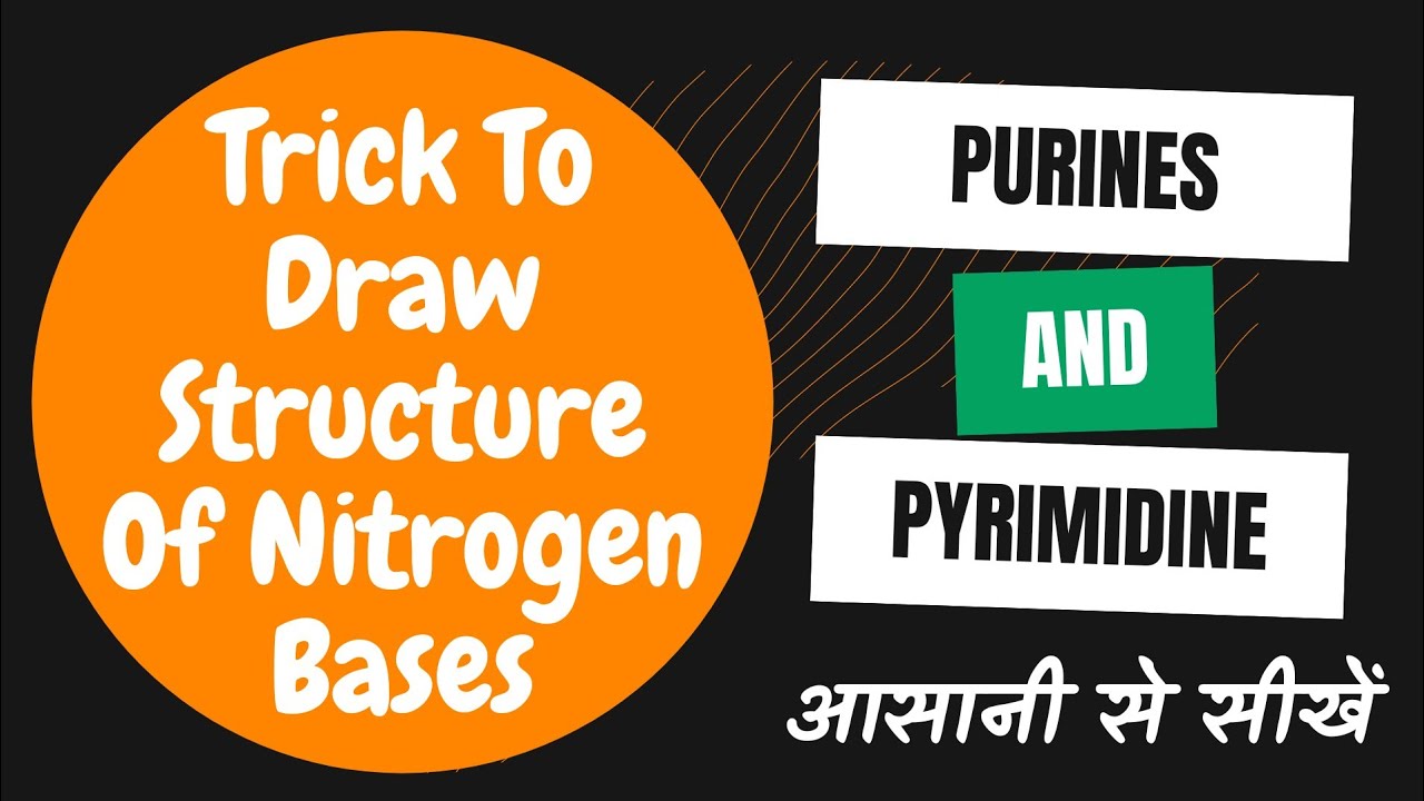 Trick To Draw Structure Of Nitrogen Bases‌ | Purine And Pyrimidine ...