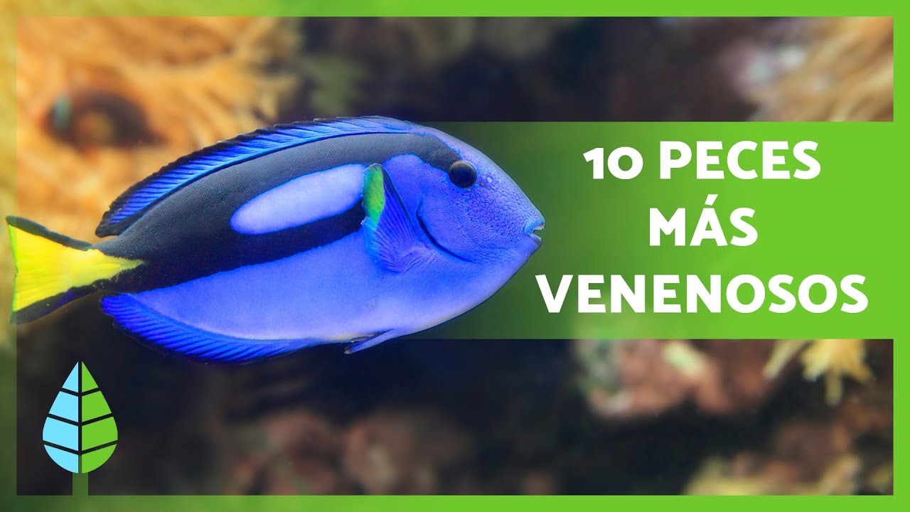 Top 10 PECES más VENENOSOS del MUNDO 🐠⚠️ ¡NUNCA los TOQUES! 🚫 - YouTube
